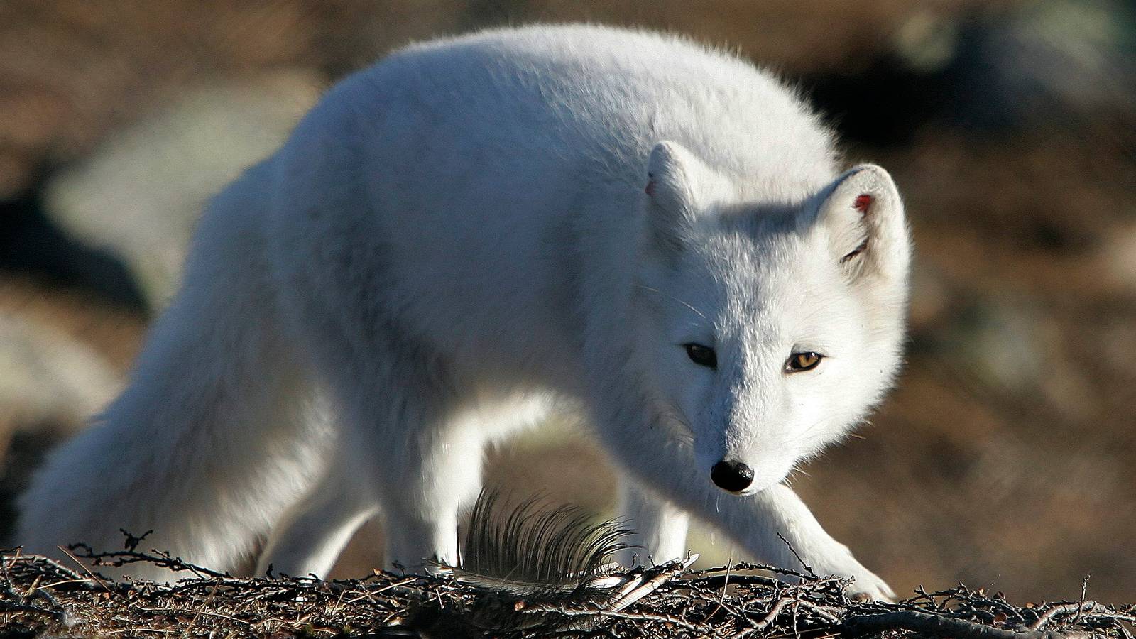 Fortsatt håp for utrydningstruede arter: Slik kan du redde dyr og ...