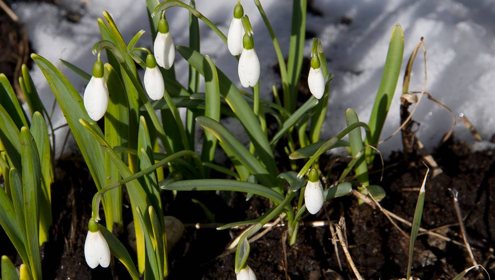 Snøstorm i april årets vårbilde – NRK Nordland