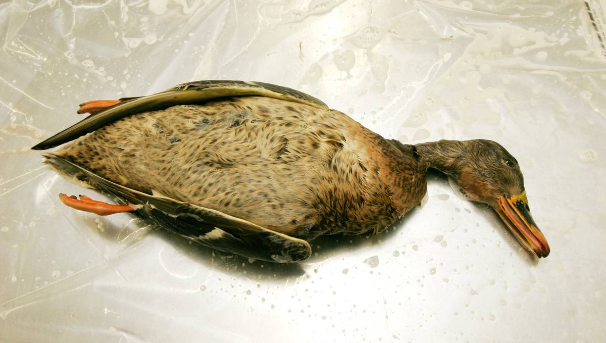 Verdt å vite: Happy Dead duck day – Arkiv