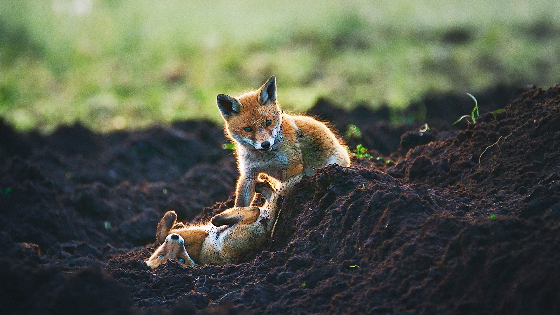Ville vedunderlege dyr - NRK TV