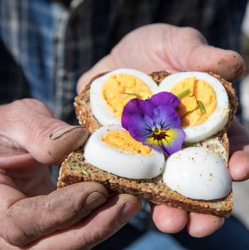 Fire tips til ugress du kan spise – NRK Østfold – Lokale nyheter, TV og ...