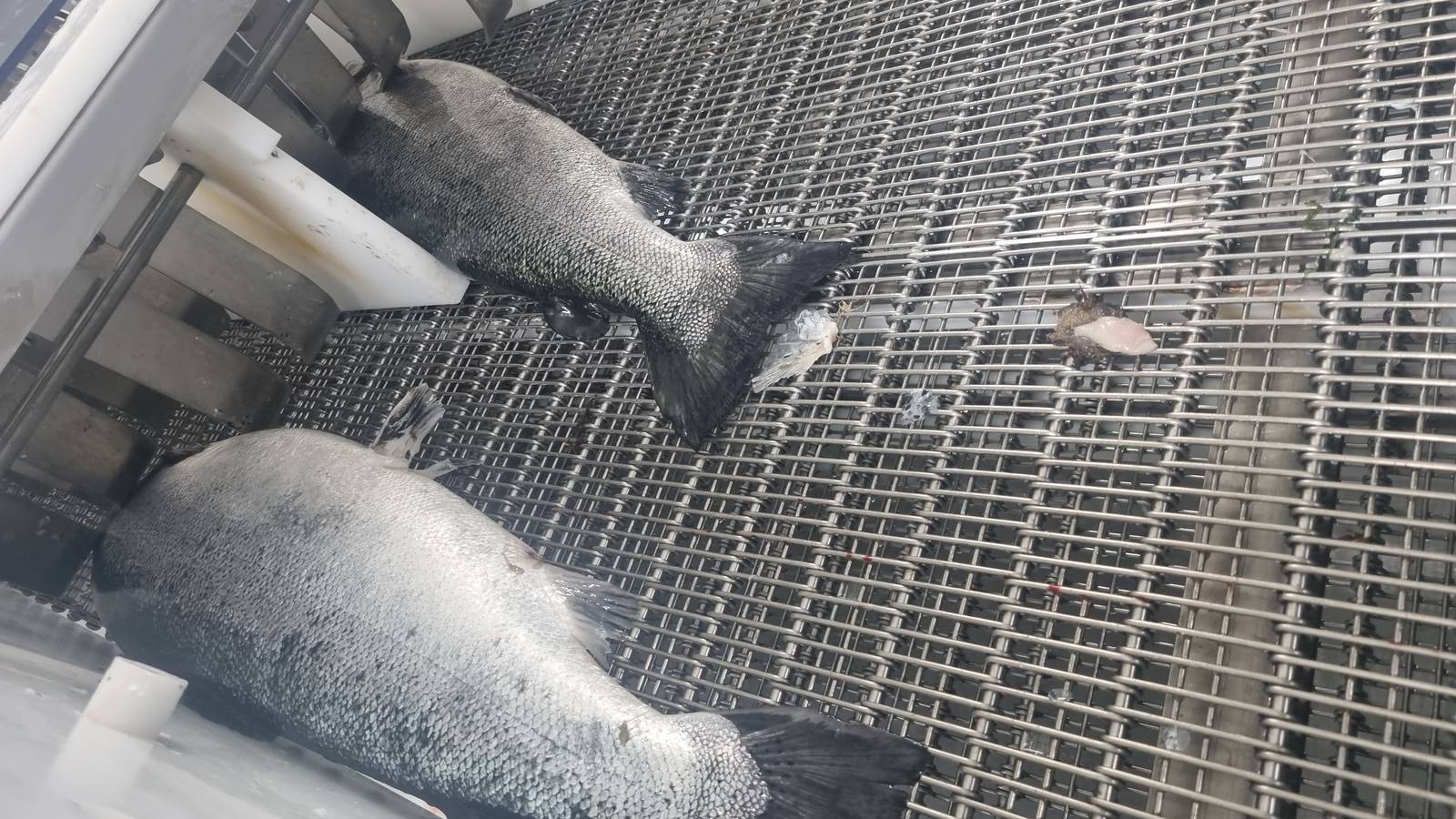 Mattilsynet: Her blir sjølvdaud laks sortert som menneskemat – NRK Vestland