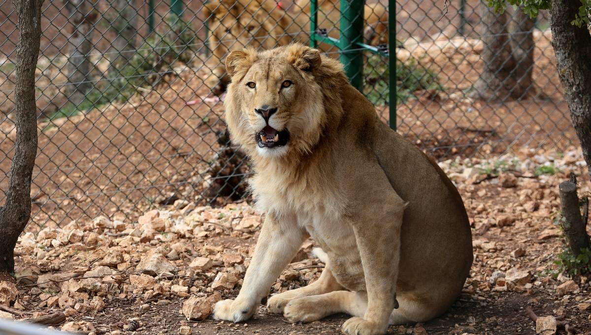 Simba ble reddet fra krigen i Syria: Nå får han opphold i Sør-Afrika – NRK Norge – Oversikt over ...