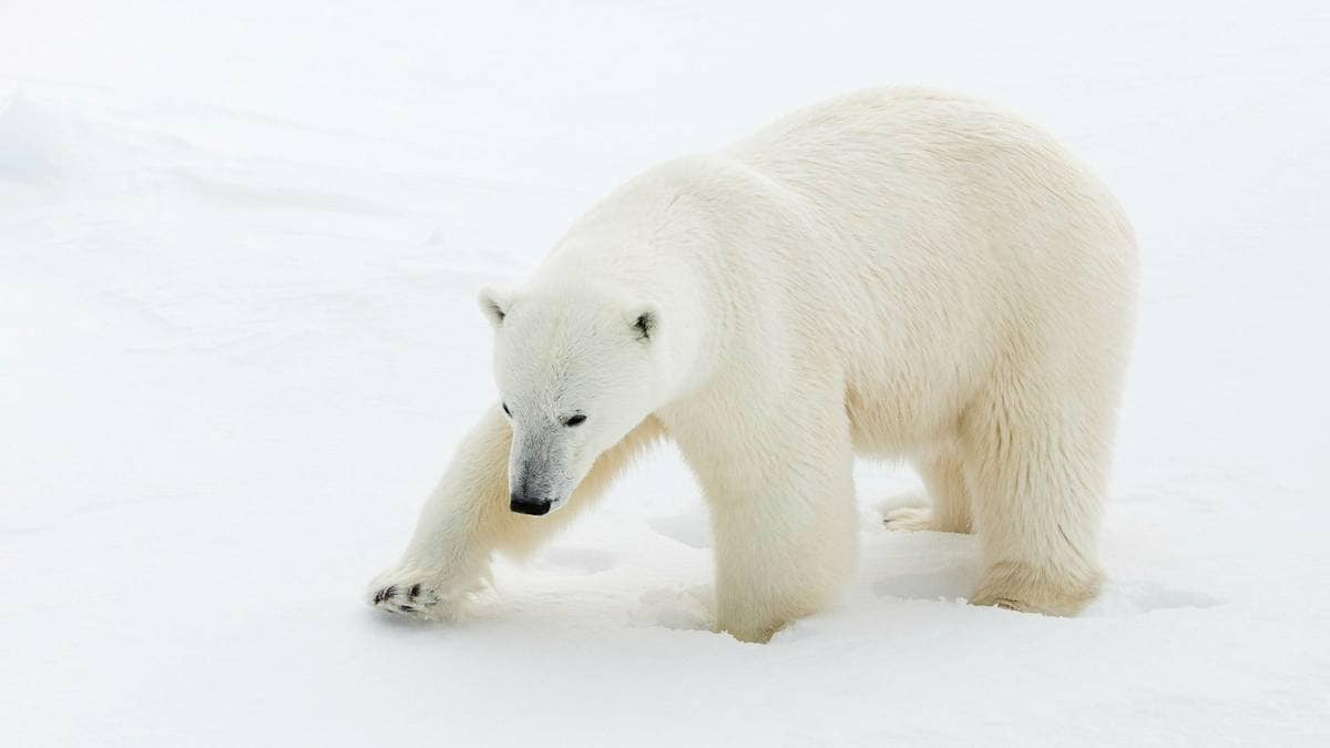 Utrydningstruede dyrearter – Siste nytt – NRK