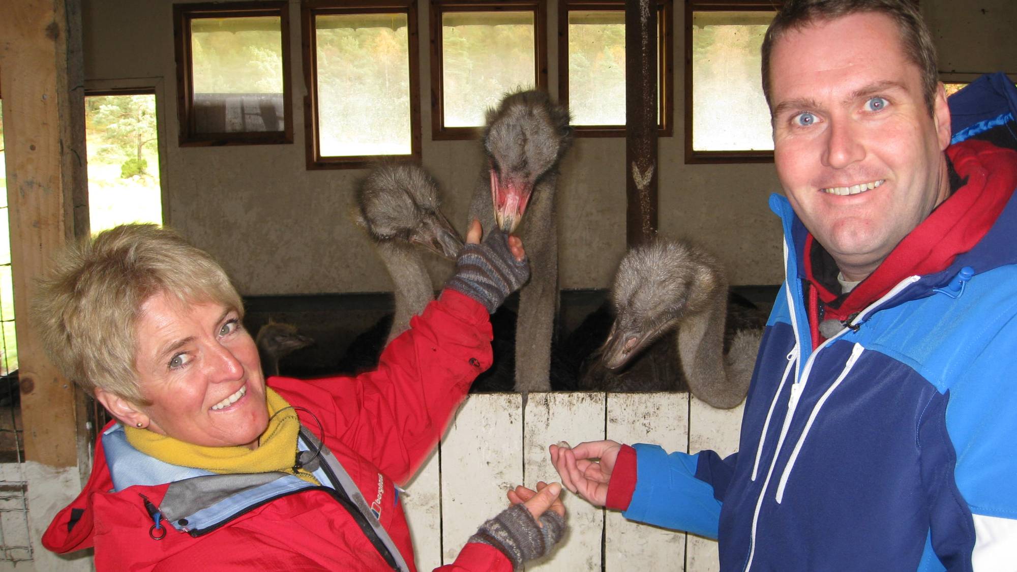 Hva kommer først av høna og egget? – NRK Kultur og underholdning