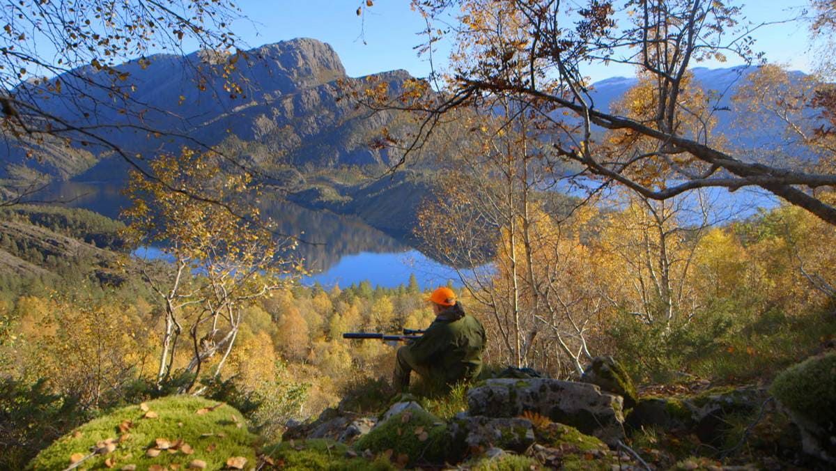 Det blir skote stadig færre hjort i Norge – NRK Vestland