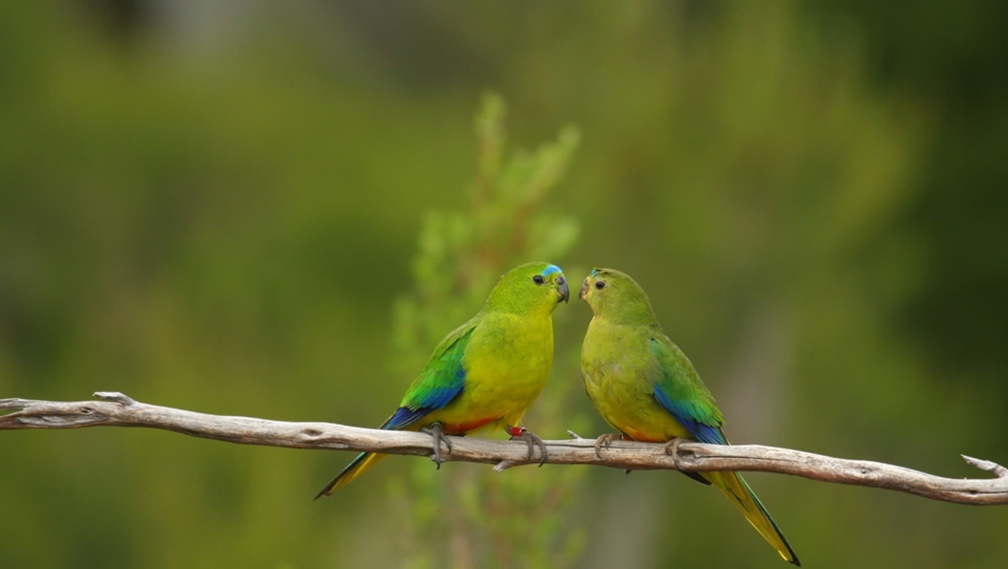 Her er verdens mest sjeldne fugler – NRK Viten – Nyheter innen ...