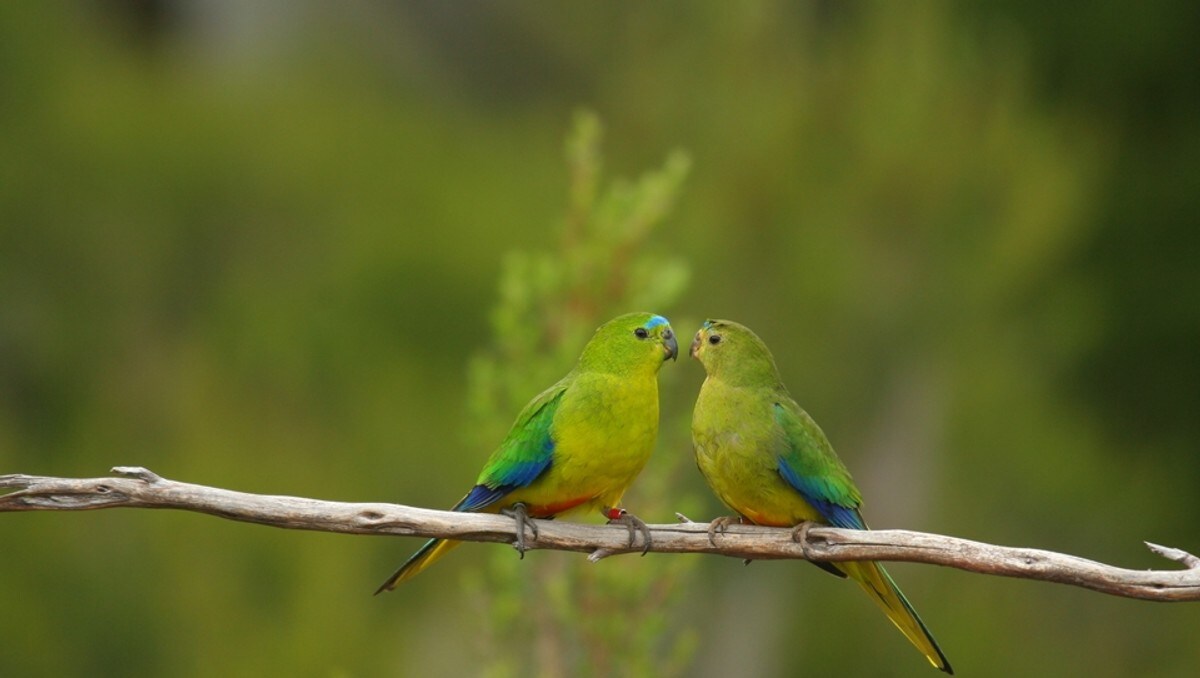 Her er verdens mest sjeldne fugler – NRK Viten – Nyheter innen ...