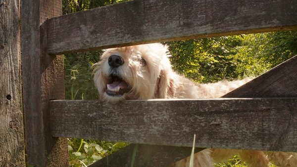 NRK Super - Olga da Polga