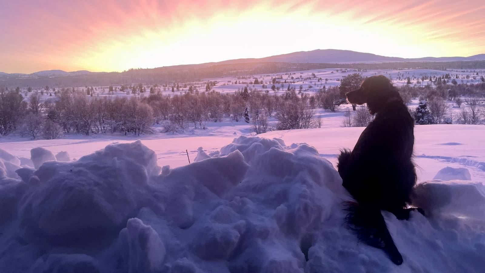 Hattifnatter samlet på høstfjellet – Yr