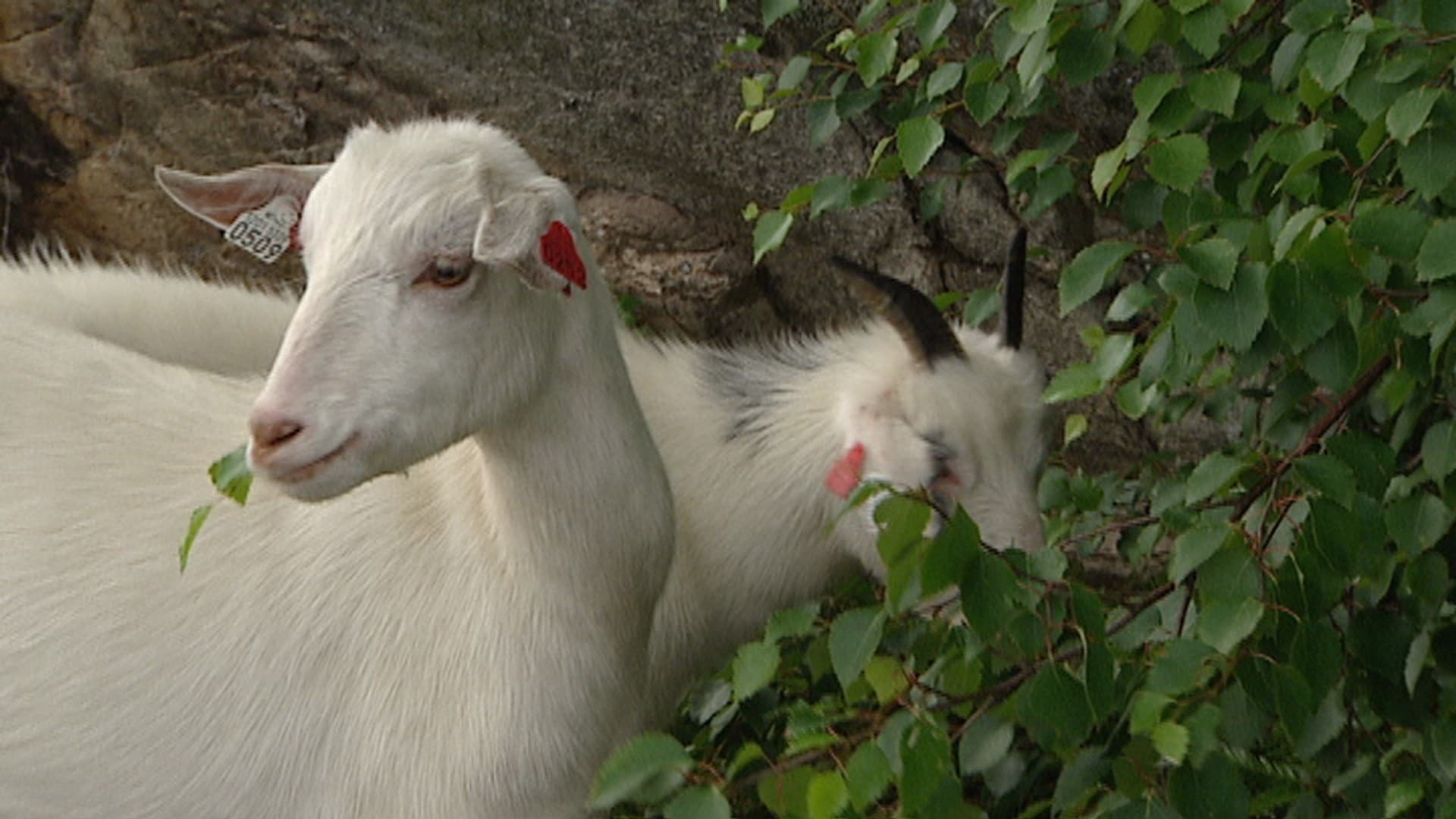 Geiter ordner opp på Storøya – NRK
