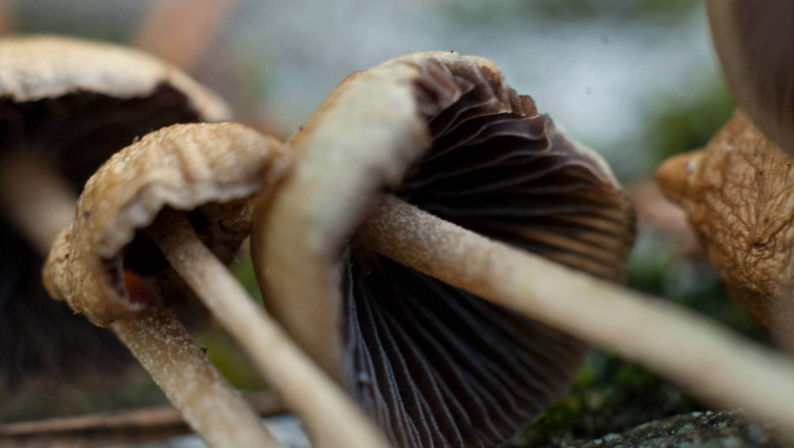 Spiste fleinsopp på telttur: Ble funnet naken langs veien – NRK Østfold ...