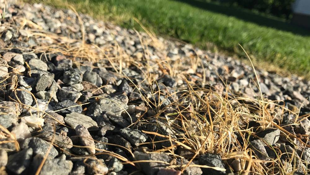 Slik fjerner du ugresset enkelt og billig – NRK Nyttig – Tips, råd og ...