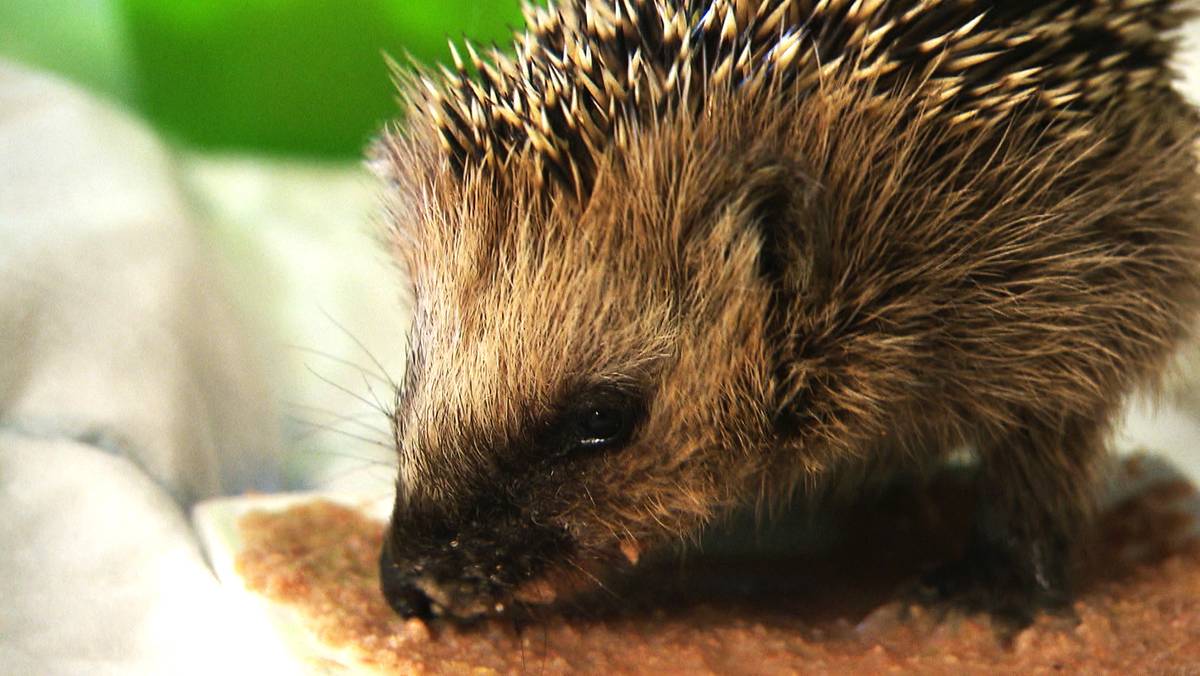 Slik hjelper du pinnsvinene – Natur – NRK