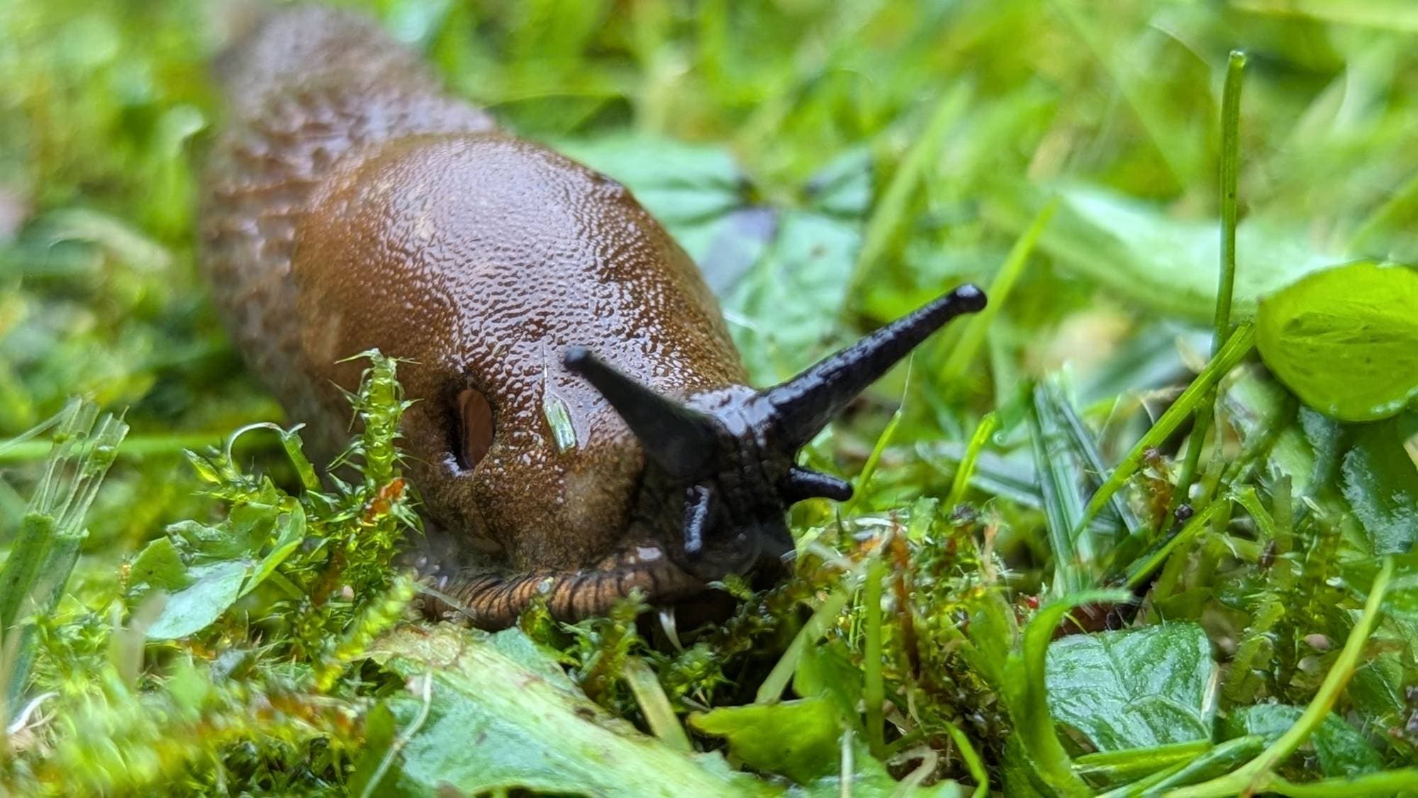 Denne sneglen er din venn – Stor-Oslo