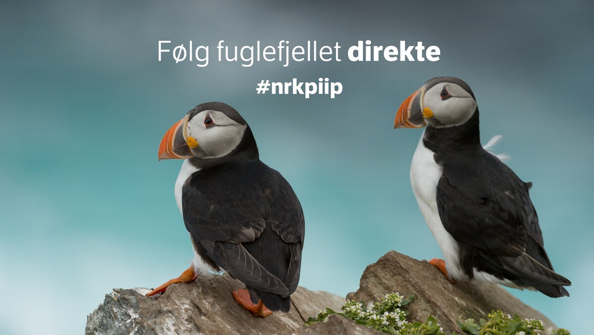Piip