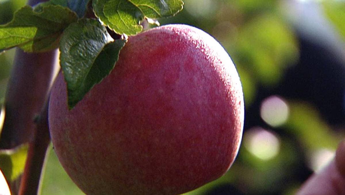 Kunnskap og epler – NRK Kultur og underholdning