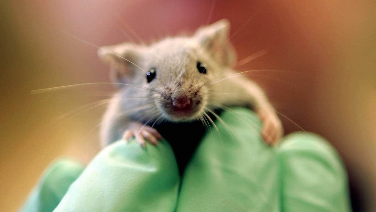 Forskere vil lemleste mus – Stor-Oslo
