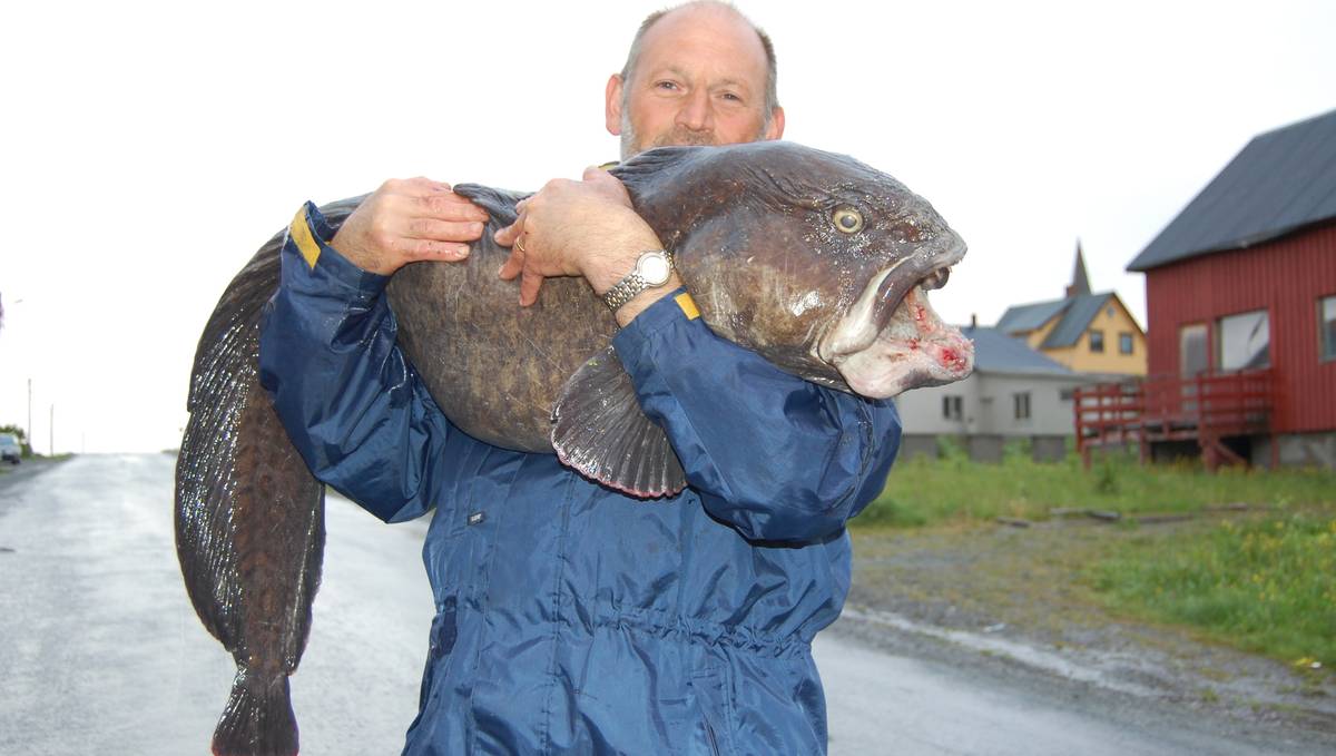 Steinbit-sensasjon i Finnmark – NRK Troms og Finnmark