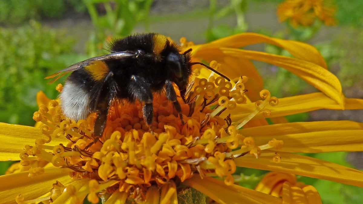 Bønder skal redde humla – NRK Østfold – Lokale nyheter, TV og radio