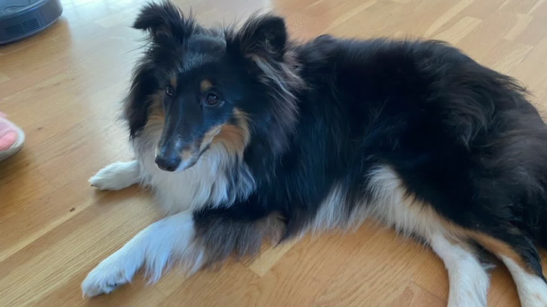 Hundevalp fikk i seg narkotika – NRK Sørlandet – Lokale nyheter, TV og ...