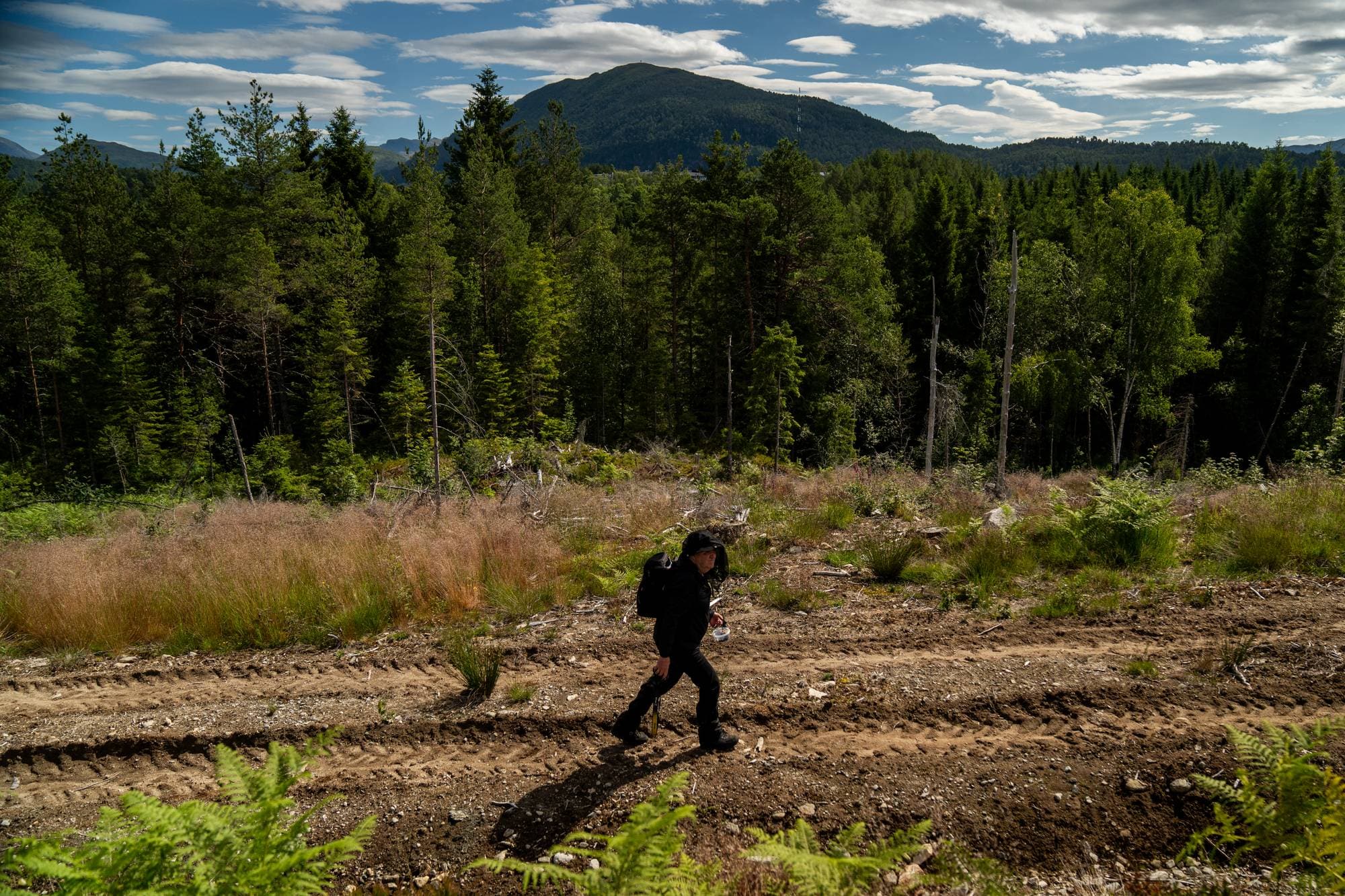 Tidlig blåbærsesong i hele Norge – Fred Øie plukker litervis med blåbær ...