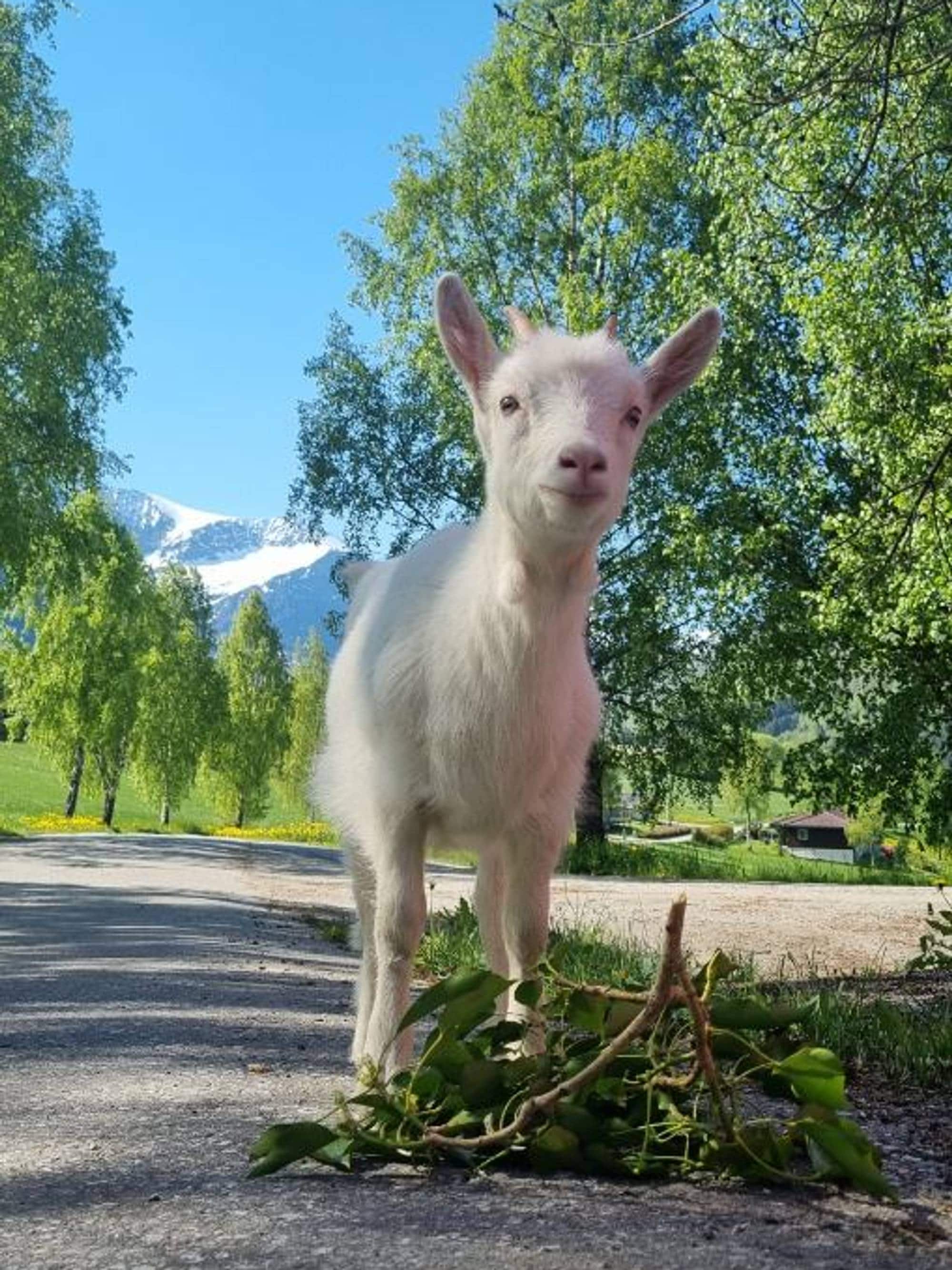 17. mai-feiring i Møre og Romsdal – send oss dine bilde frå ...