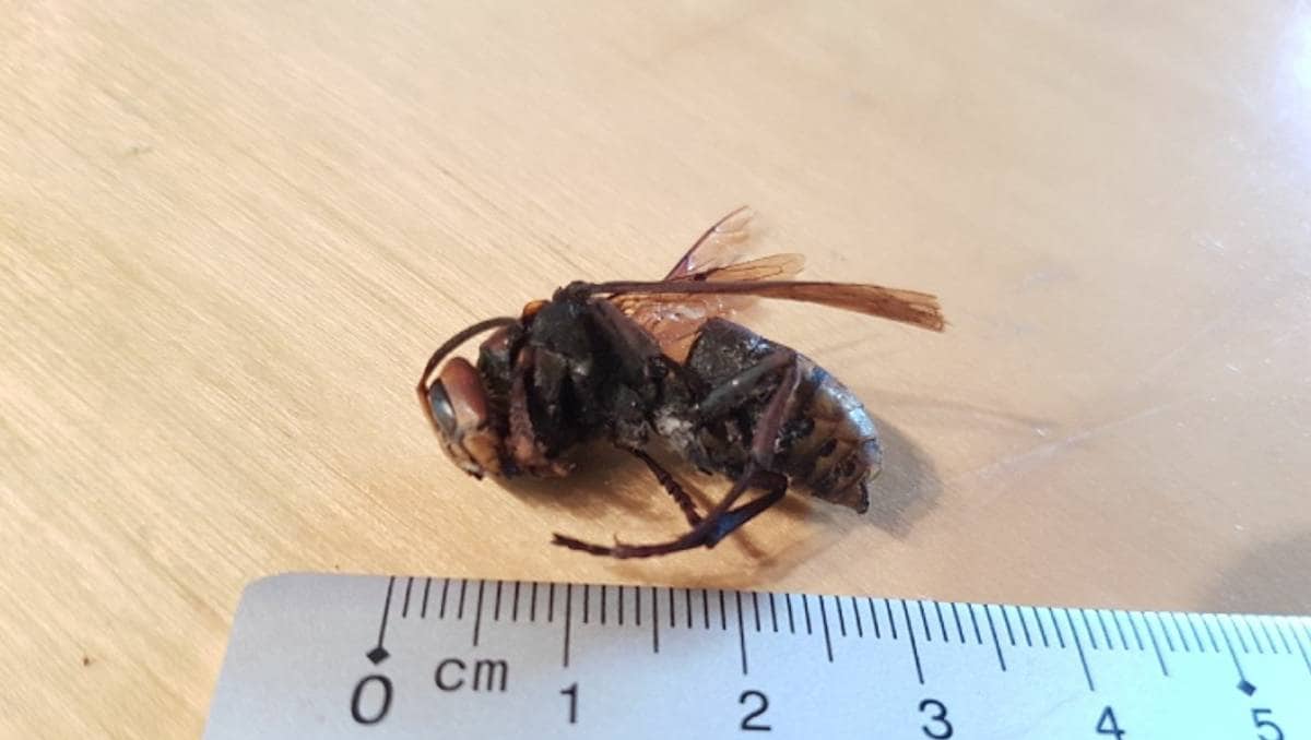 Nå kommer denne for fullt – NRK Vestfold og Telemark – Lokale nyheter ...