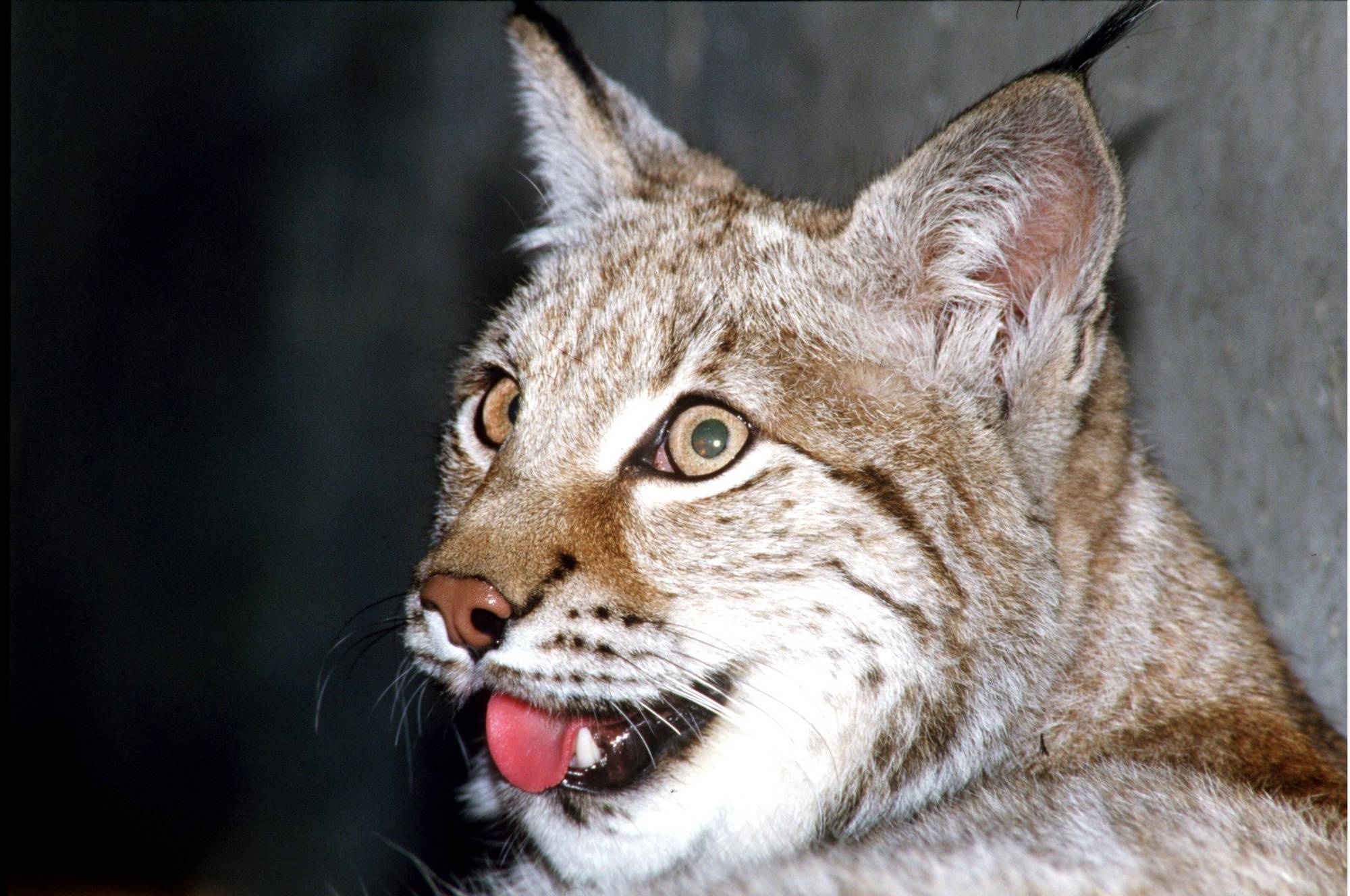 6000 underskrifter mot gaupejakt – NRK Troms og Finnmark