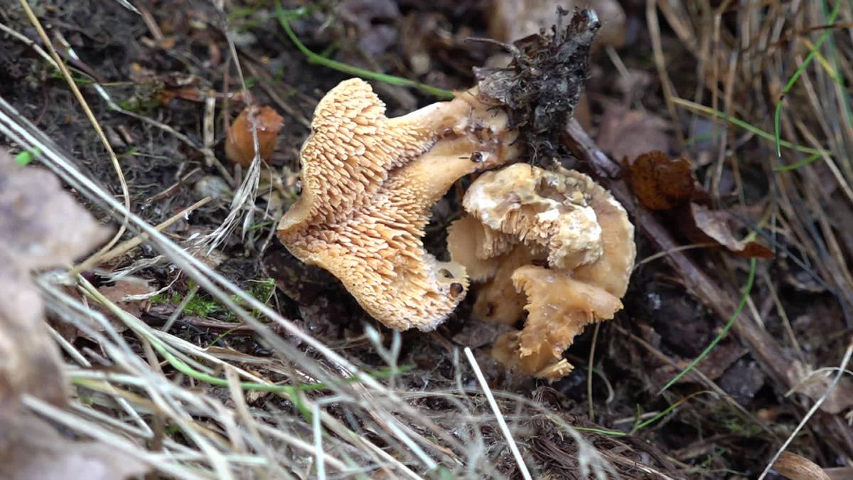 Fant piggsopp i Tønsberg – NRK Vestfold og Telemark – Lokale nyheter ...