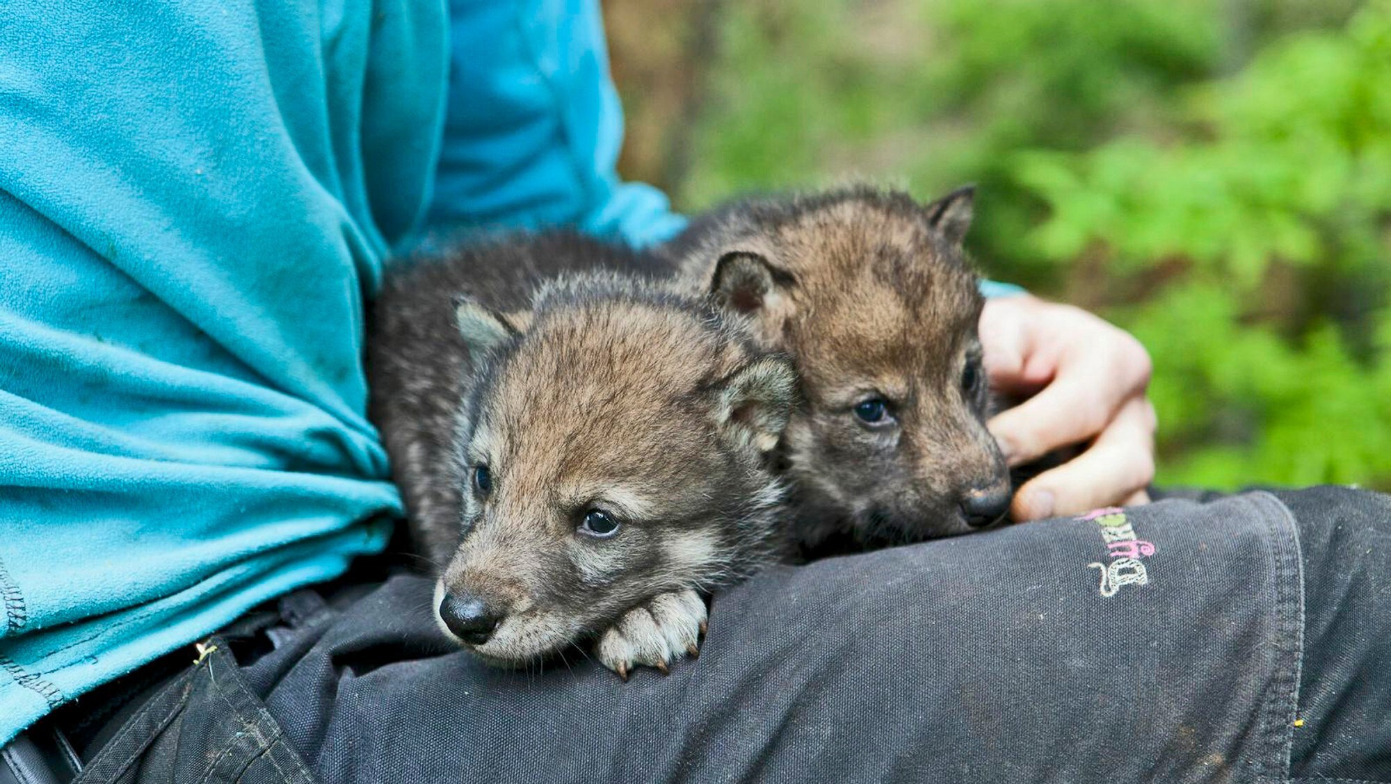 To ulveunger født i Dyreparken – NRK Sørlandet – Lokale nyheter, TV og radio