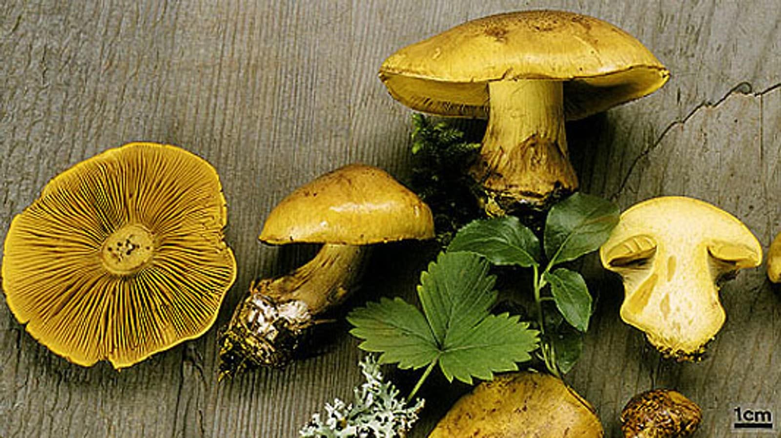 Giftige sopper i Norge – NRK Norge – Oversikt over nyheter fra ulike ...