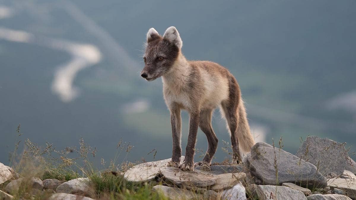 Slik skal de redde fjellreven fra innavl – NRK Nordland