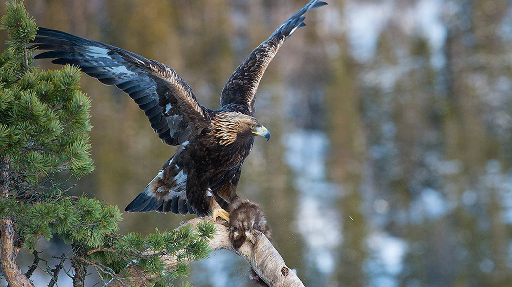 Kongeørn tar stadig færre beitedyr – slår tilbake mot Senterpartiet ...