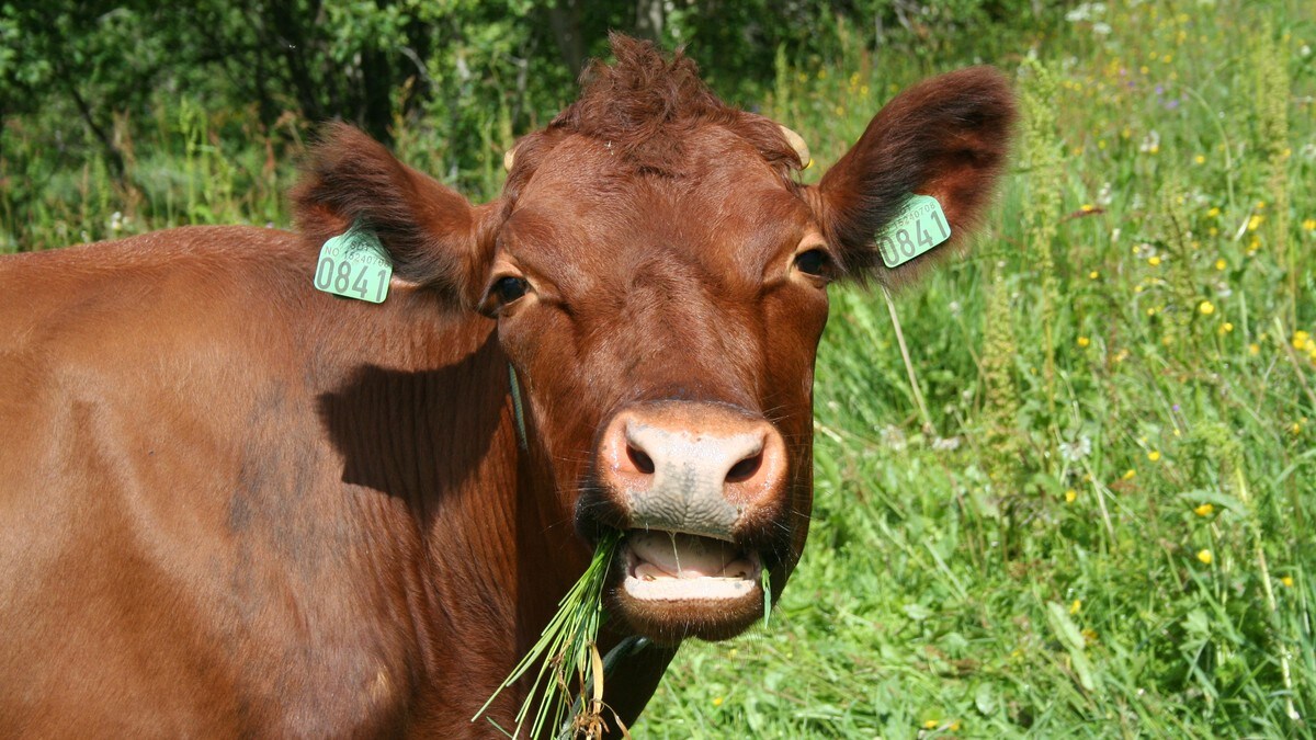 Flere kuer i friluft neste sommer – NRK Østfold – Lokale nyheter, TV og ...