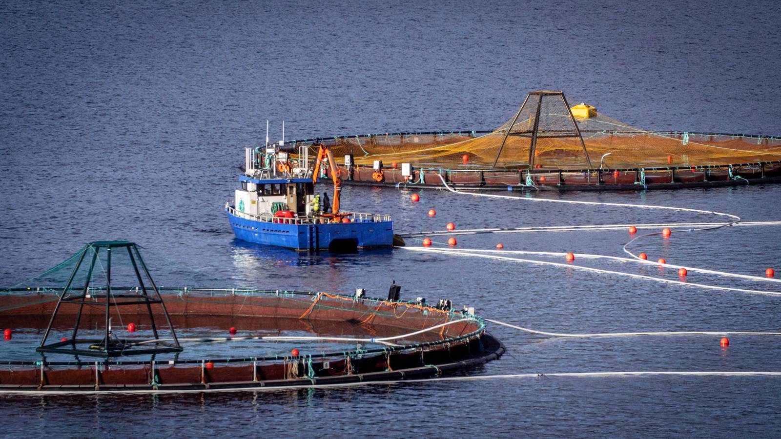 87.000 torsk har rømt frå oppdrettsanlegg hos Gadus Group i Volda – NRK Møre og Romsdal – Lokale ...