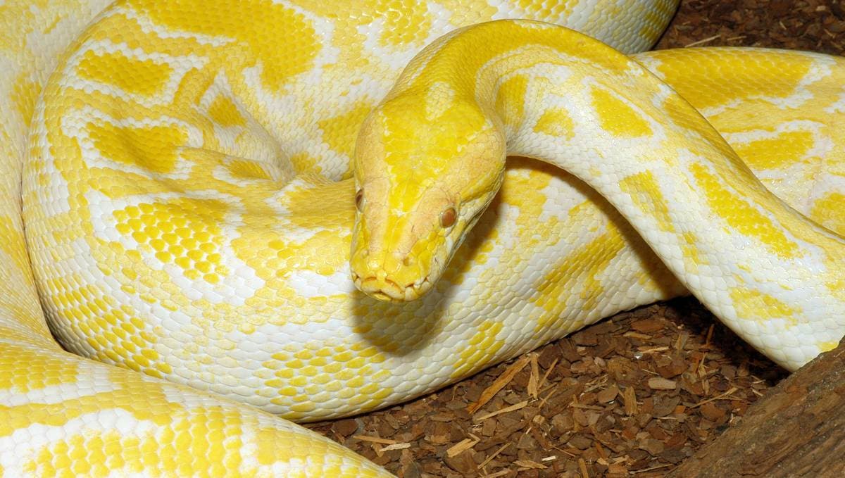 Denne kan være din nabo – Stor-Oslo