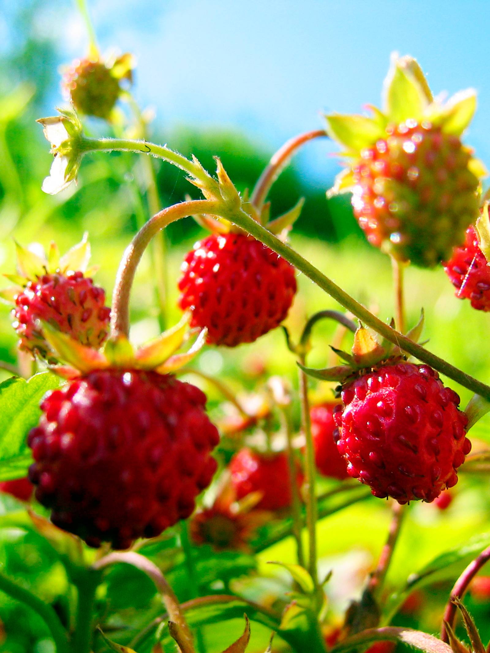 Strandplanter til begjær – NRK Nyttig – Tips, råd og innsikt