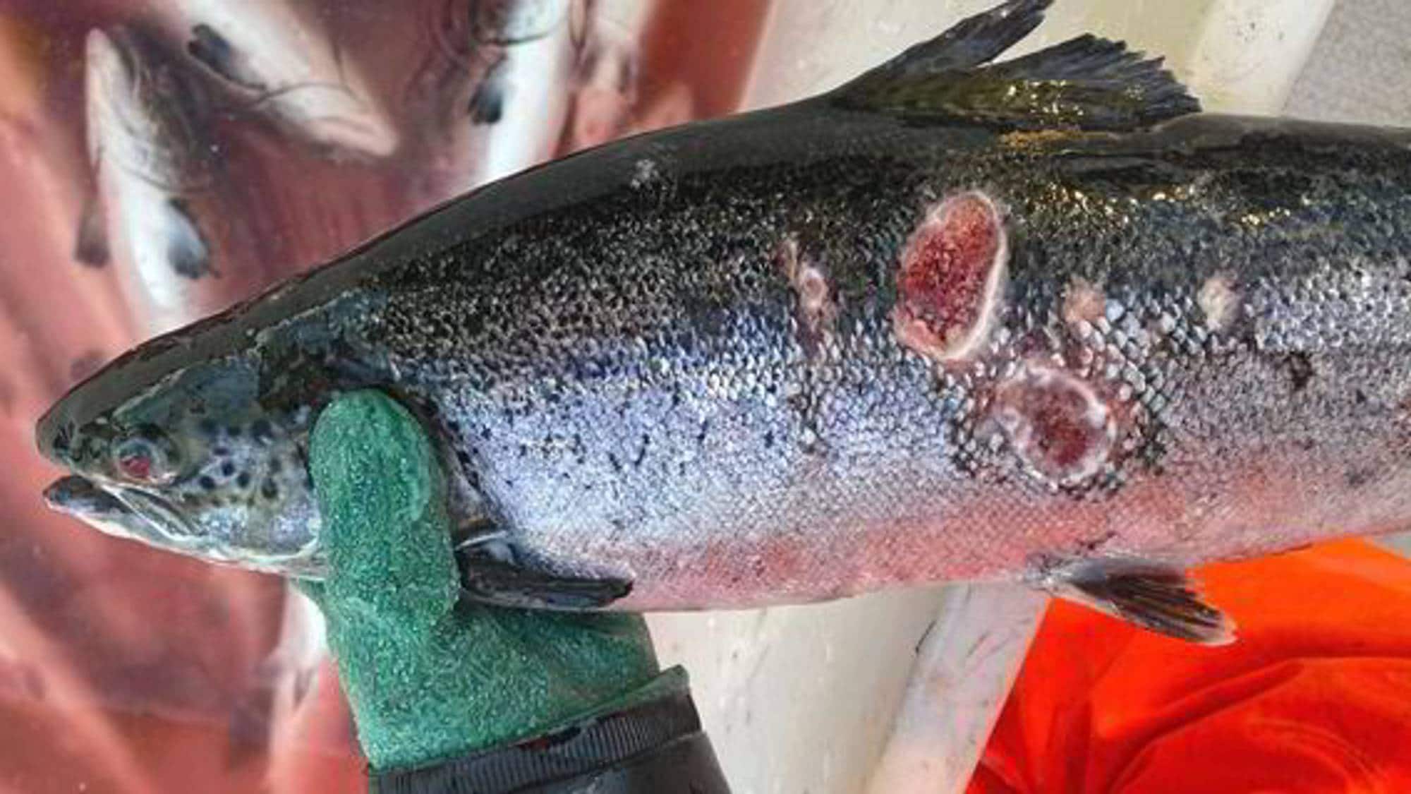 Dårleg fiskevelferd gav rekordmykje oppdrettslaks med redusert ...
