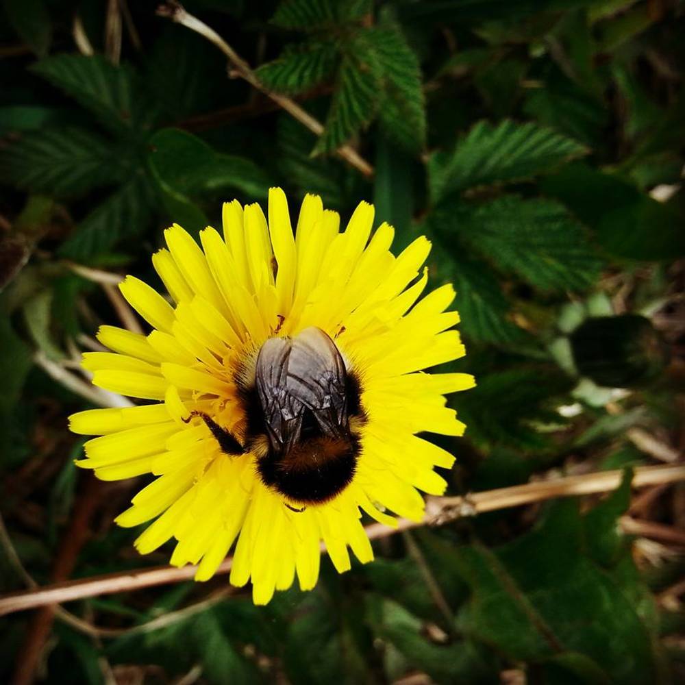 Knips et bilde av humla i hagen din – NRK Trøndelag – Lokale nyheter ...