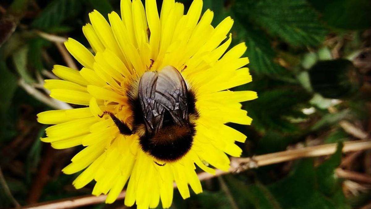 Knips et bilde av humla i hagen din – NRK Trøndelag – Lokale nyheter ...