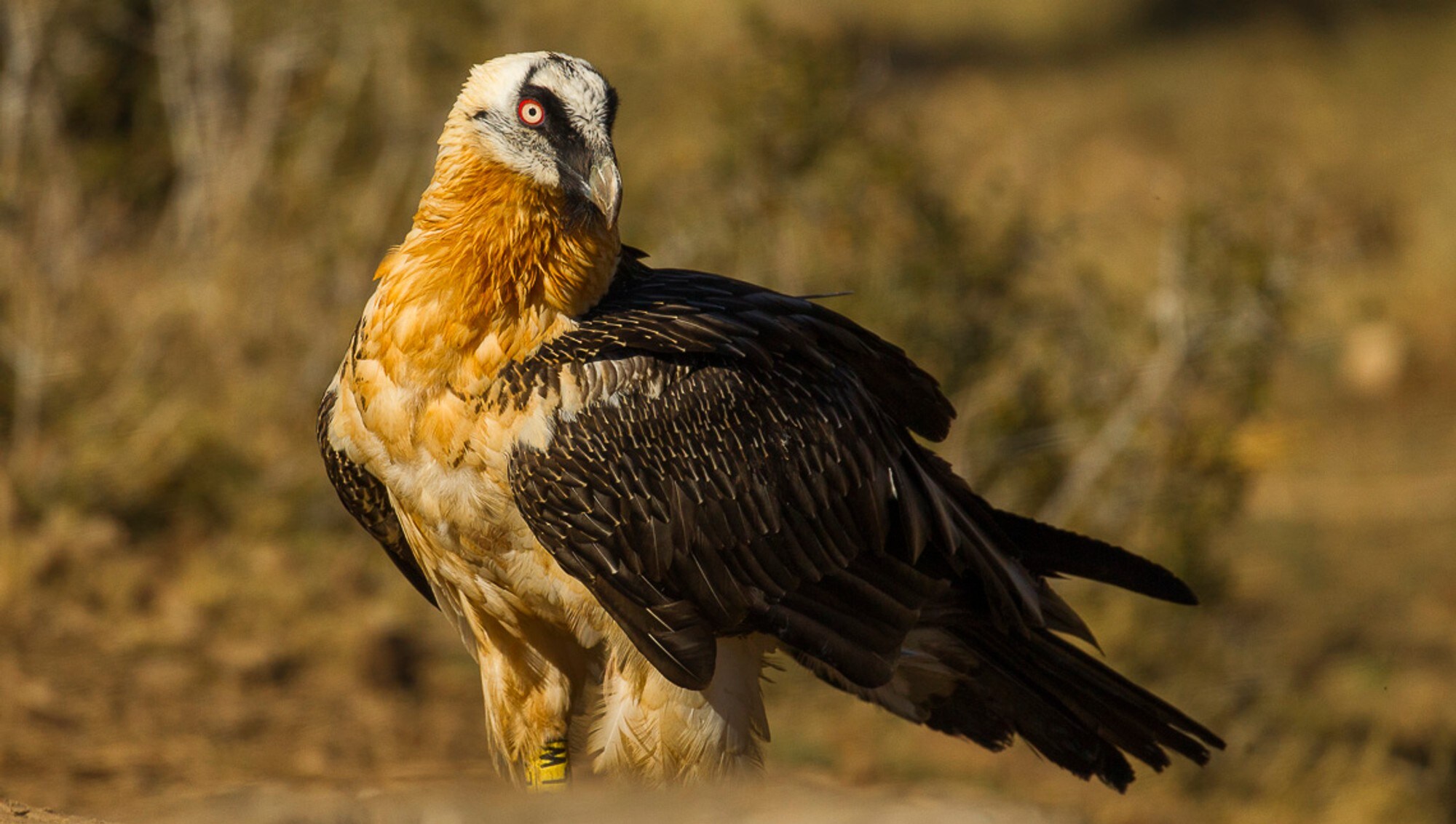 Gribber bruker gjørme som sminke – NRK Viten – Nyheter innen vitenskap ...