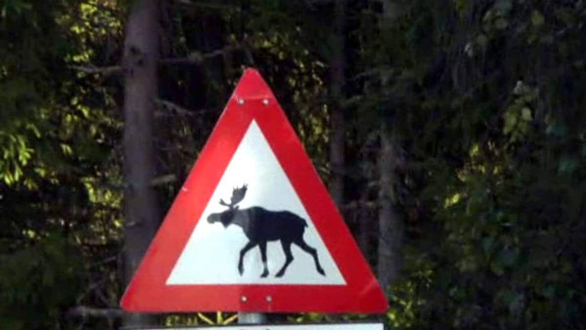 Kollisjon mellom elg og bil i Fredrikstad – NRK Østfold – Lokale ...