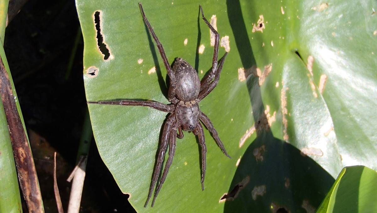 Stor edderkopp etablert i Norge – NRK Østfold – Lokale nyheter, TV og radio