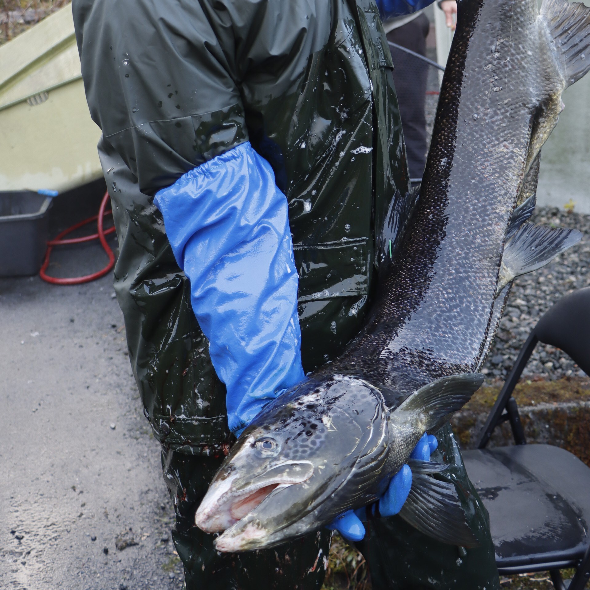 Unik laks gjev håp – NRK