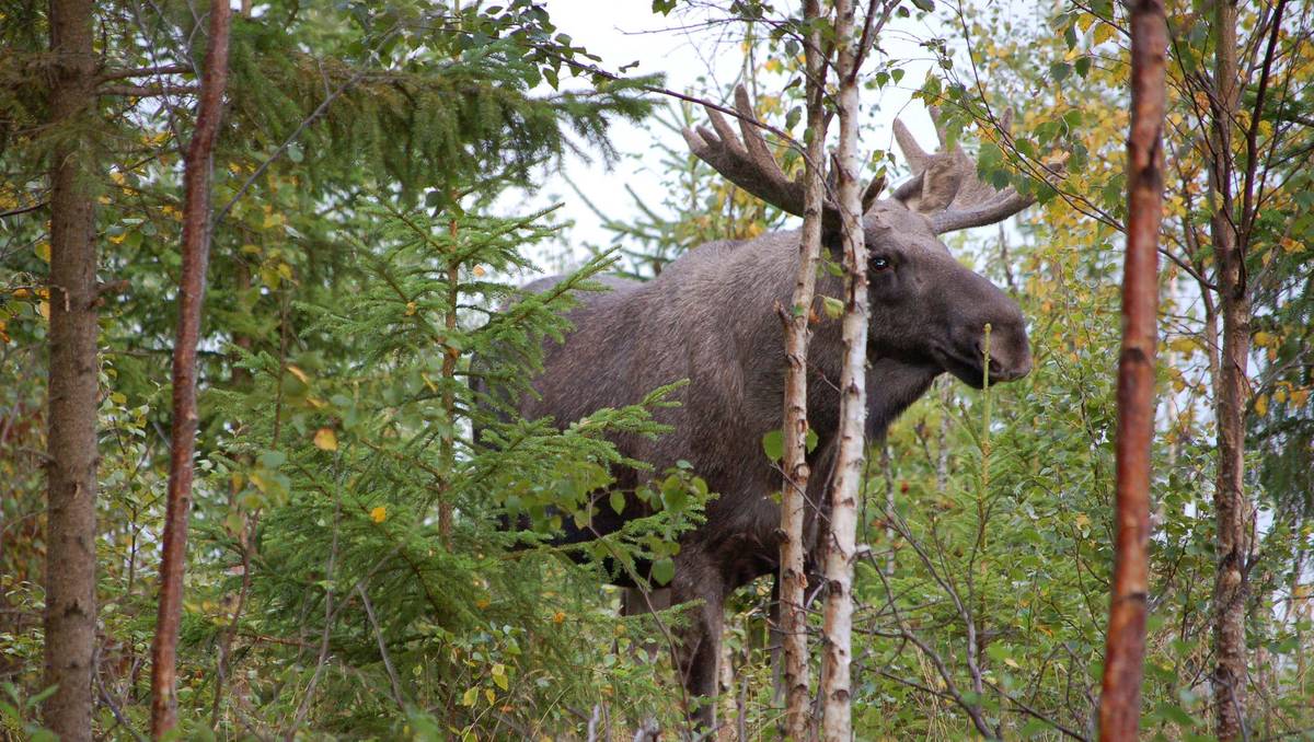 Elgjakt i gamle dager – Arkiv