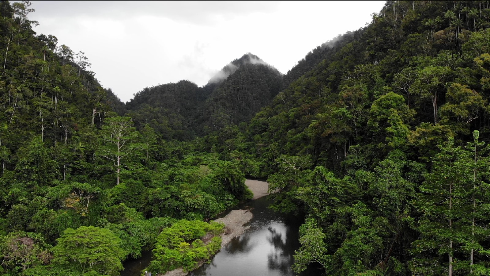 Kraftig nedgang i avskoging av regnskog – NRK Urix – Utenriksnyheter og ...