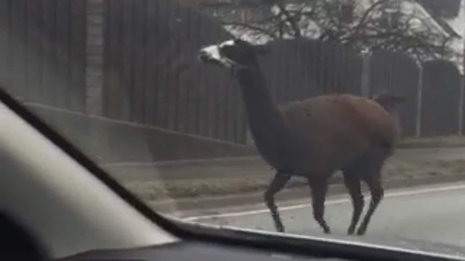 Lamaer og kamelar på rømmen – NRK Sørlandet – Lokale nyheter, TV og radio